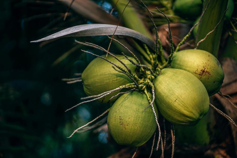 The process from coconut to shade sail